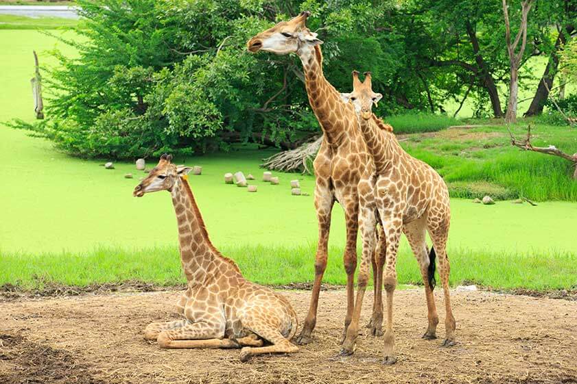 Why Visiting Zoo Is A Great Activity In Your Senior Years | TerraBella
