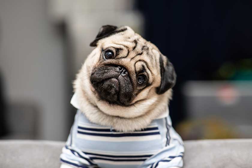 Funny Moving Dog Pictures