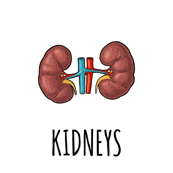 The Importance Of Regular Kidney Monitoring To Maintain The Health Of ...